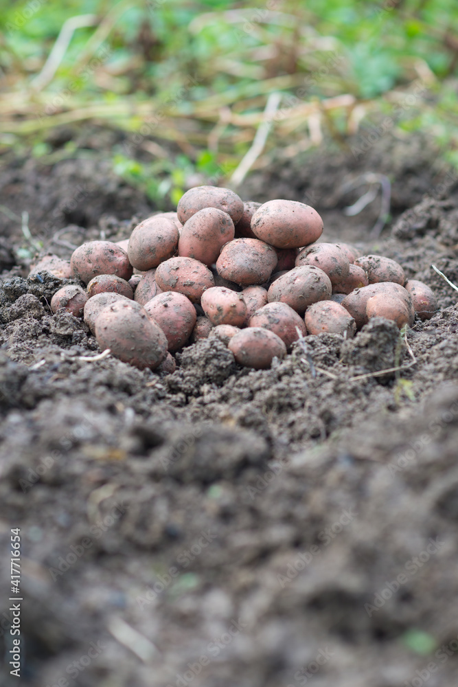 Pile of newly harvested potatoes - Solanum tuberosum on field. Harvesting potato roots from soil ...