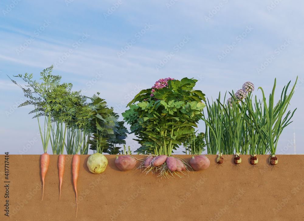 Organic and vegetables growing in soil with cross section view Stock ...