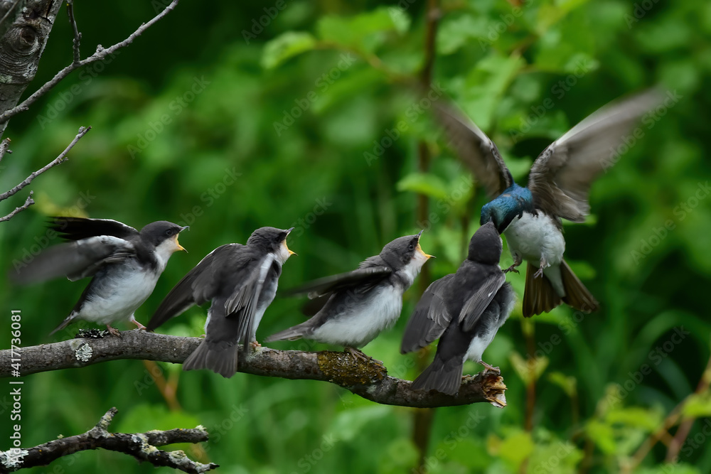 Fledgling tree swallow chicks vie for attention and food from an adult ...