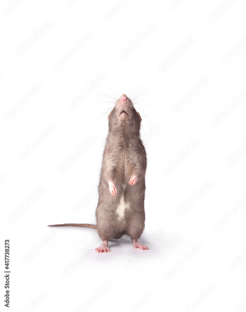 A wild breed rat stands on its hind legs at full height and stretches ...