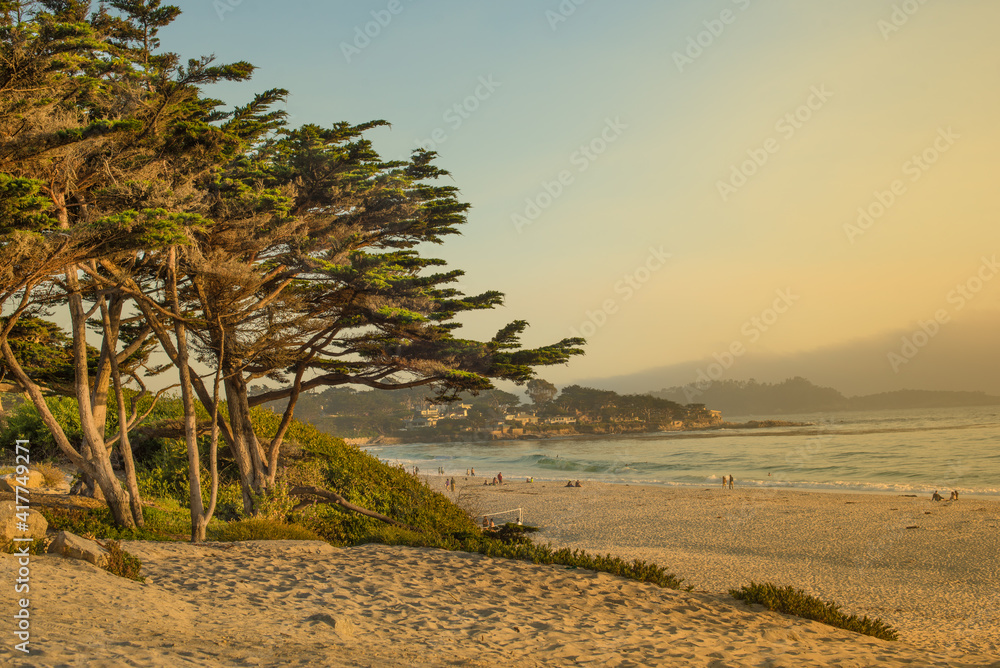 Giant tress at California's coastline along California State Route 1 ...