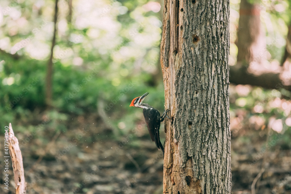 Pileated Woodpecker whacking dead tree trunk searching for bugs eating ...
