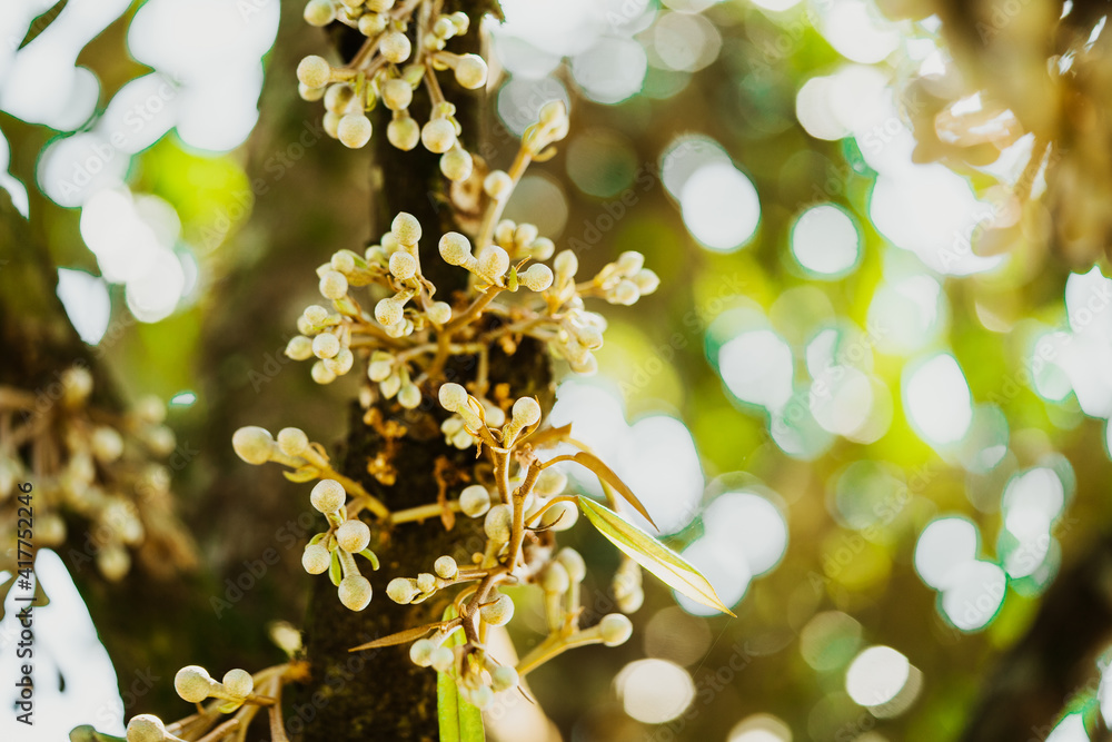 Durian's flower on branch in nature.Close up durian flower in durian ...