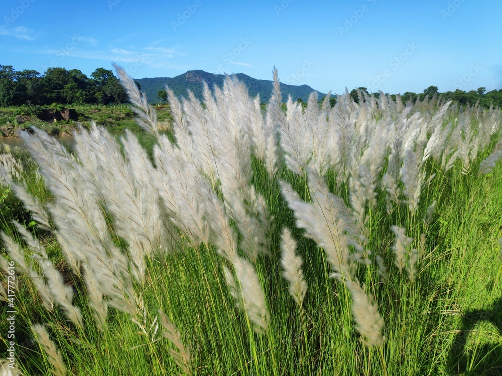 Saccharum Spontaneum, perennial grass Stock Photo | Adobe Stock