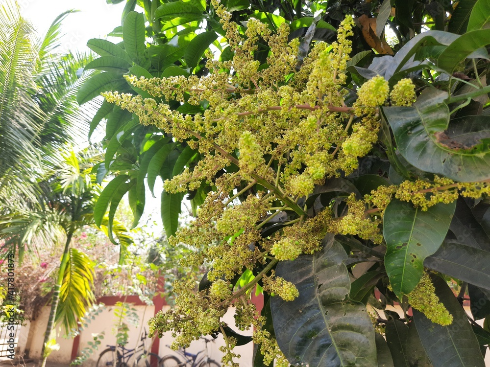 Mango flower blossom, Aam ka Manzar. inflorescence and immature fruits ...