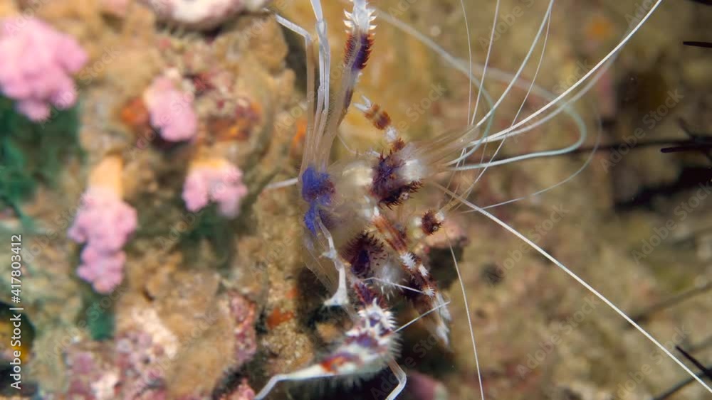 An adult translucent shrimp (Palaemonetes paludosus) is sitting on a ...