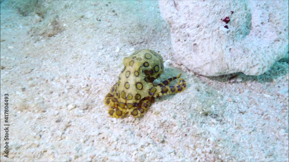 A large southern blue ringed octopus (Hapalochlaena maculosa) running ...