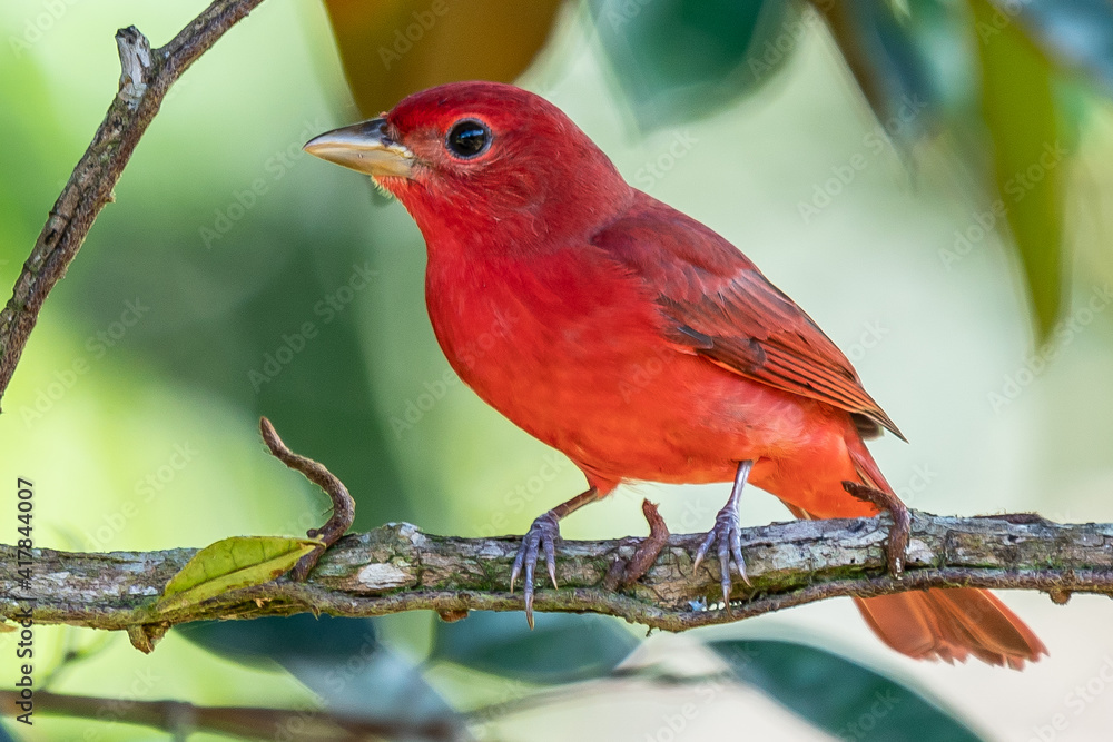 Red tanager in green vegetation. Bird on the big palm leave. Summer ...