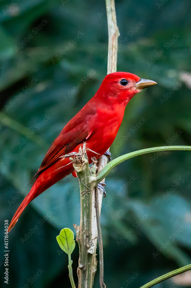 Red tanager in green vegetation. Bird on the big palm leave. Summer ...