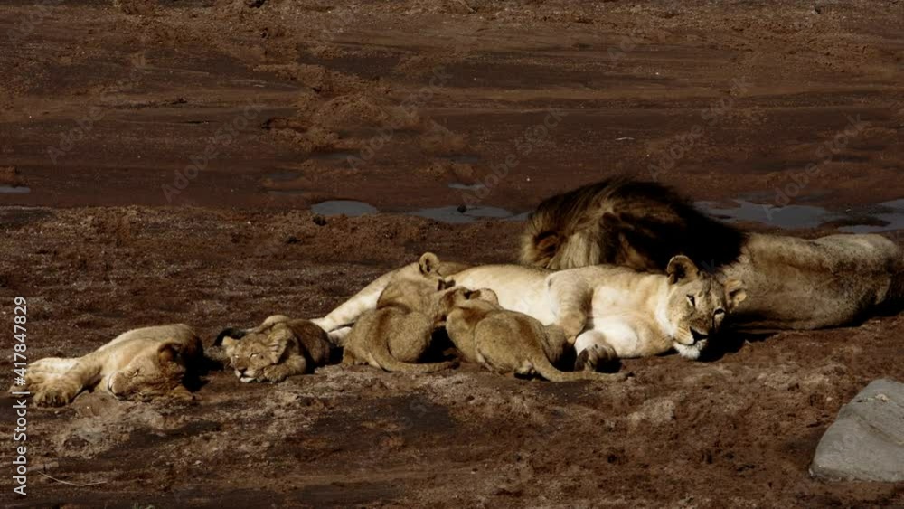 Large adult lioness (Panthera leo) feeding some of cubs while the other ...