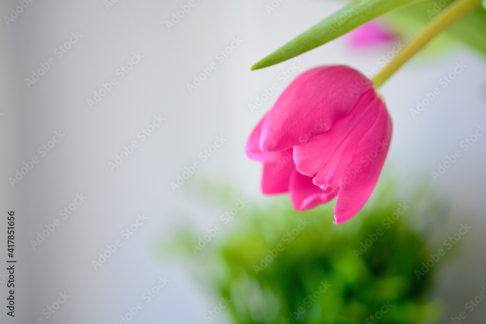 Spring summer flower aesthetic with copy space for text, logos, quotes ...