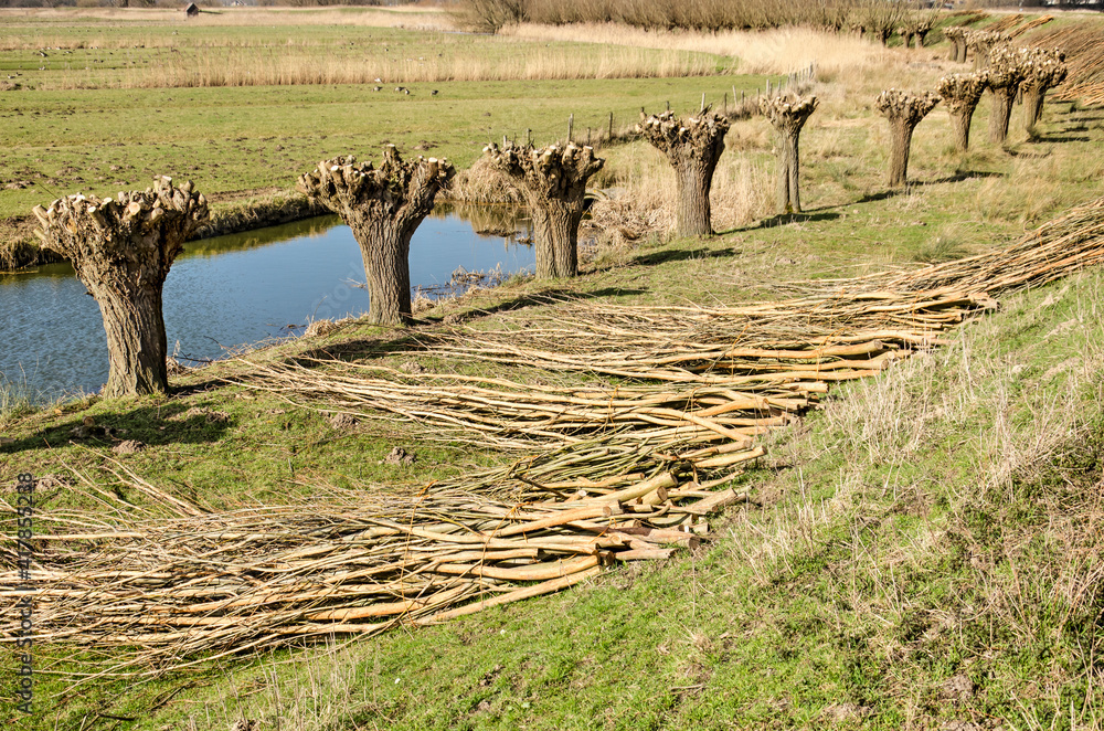 Row of pollard willows shortly after pruning, along a ditch in a polder ...