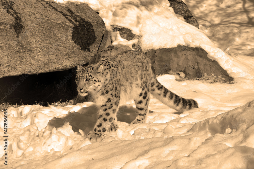 In winter the snow leopard is a large cat native to the mountain ranges ...