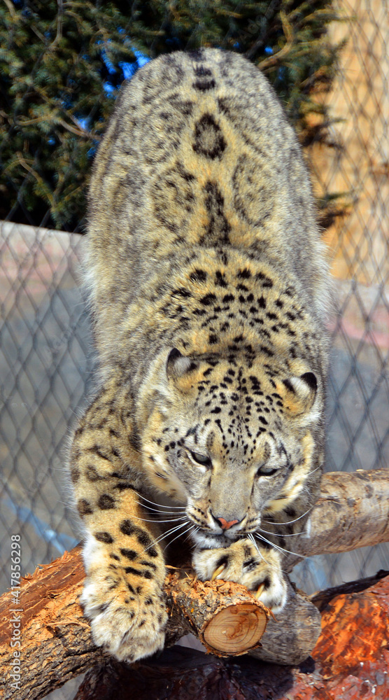 In winter the snow leopard is a large cat native to the mountain ranges ...