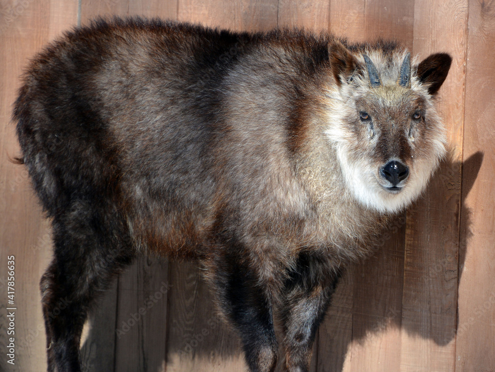 In winter japanese serow Capricornis crispus is a Japanese goat ...