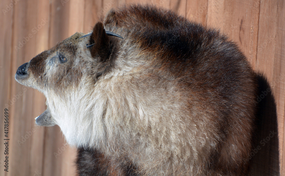 In winter japanese serow Capricornis crispus is a Japanese goat ...