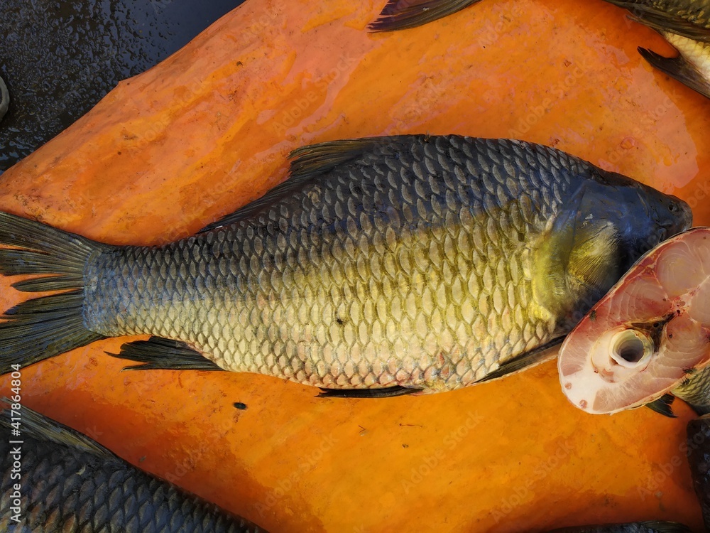 Katla or catla fish with isolated background and cut piece beside it ...