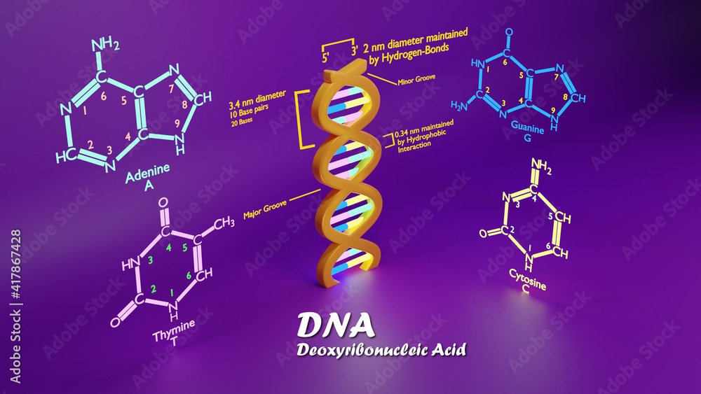 Nitrogenous Bases 3D Illustration All four bases are illustrated in 3D ...