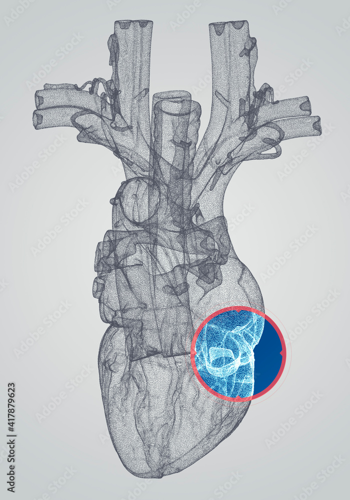 Heart, ventricles, human anatomy, cardiac ventricles. Human body ...