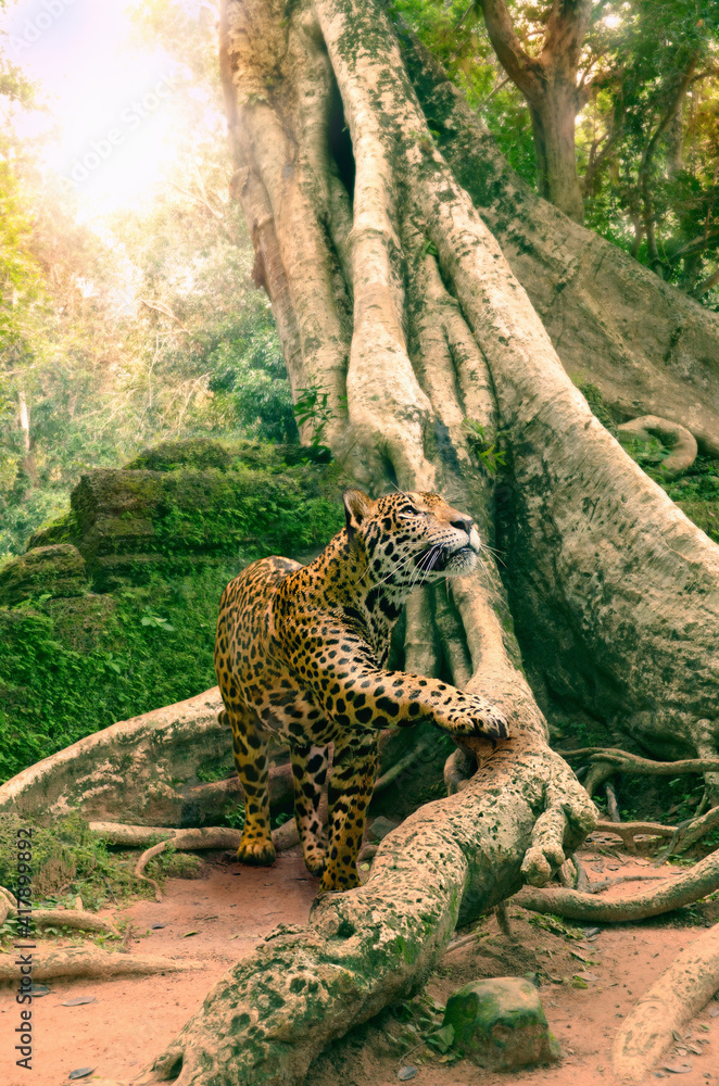 Jaguar in the rainforest, in the jungle at the roots of trees. Stock ...