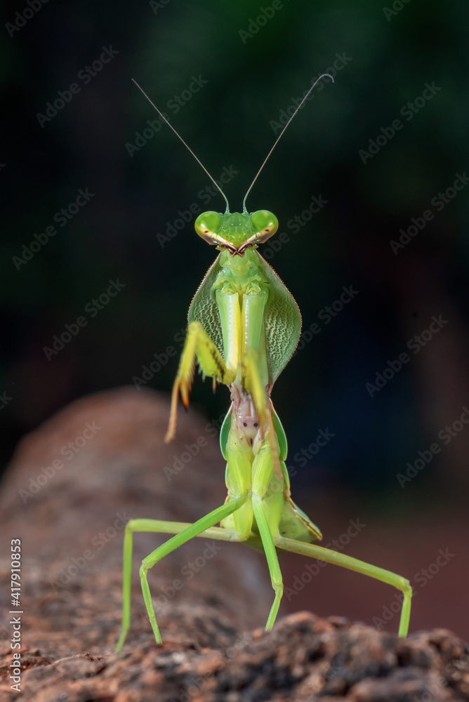 Giant Asian Mantis