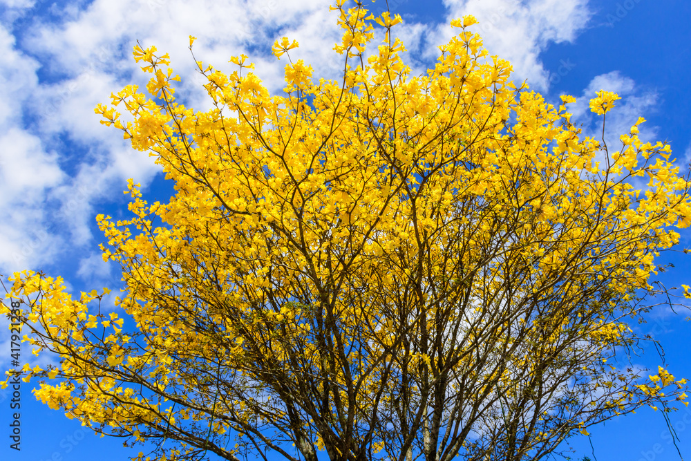 native tree of the Brazilian rain forest with yellow flowers under blue ...