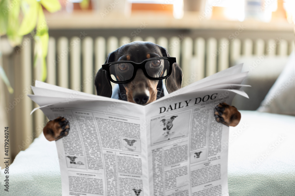dog reading newspaper Stock Photo | Adobe Stock