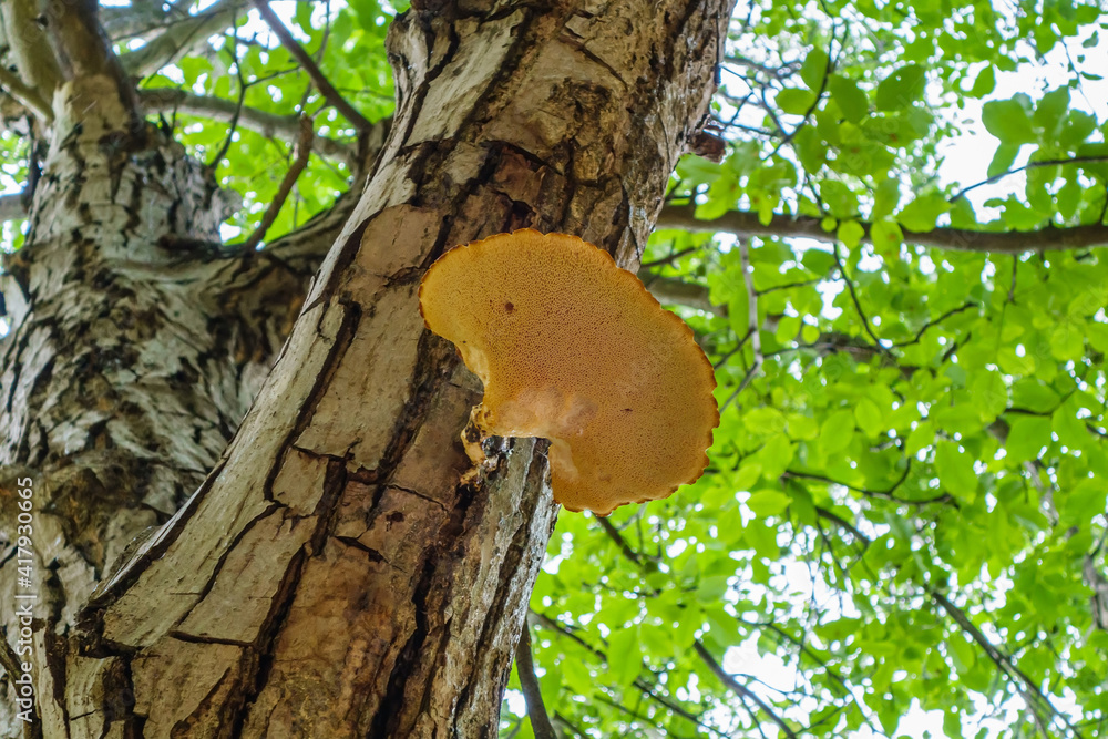 Dryad Saddle Or Pheasants Back Mushroom That Growing On Forest Tree Trunk Its Eatable Fungi