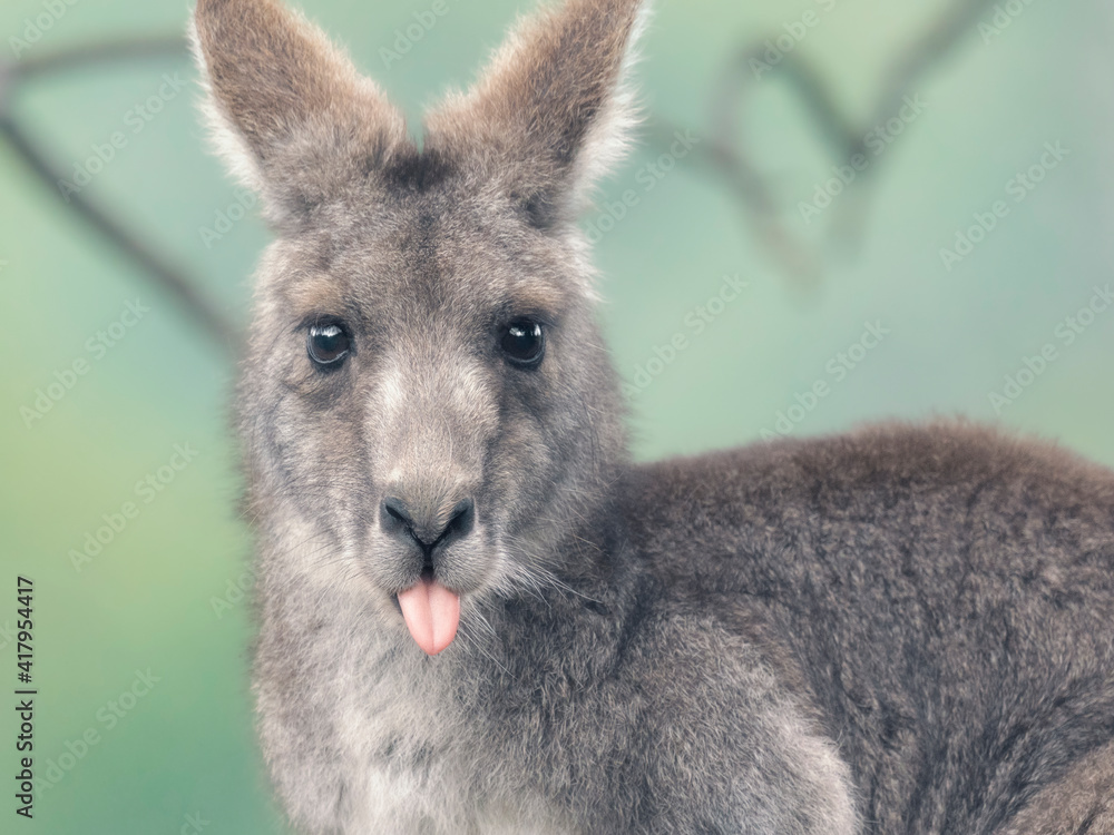 Eastern grey kangaroo sticking out its tongue, Australia Stock Photo ...