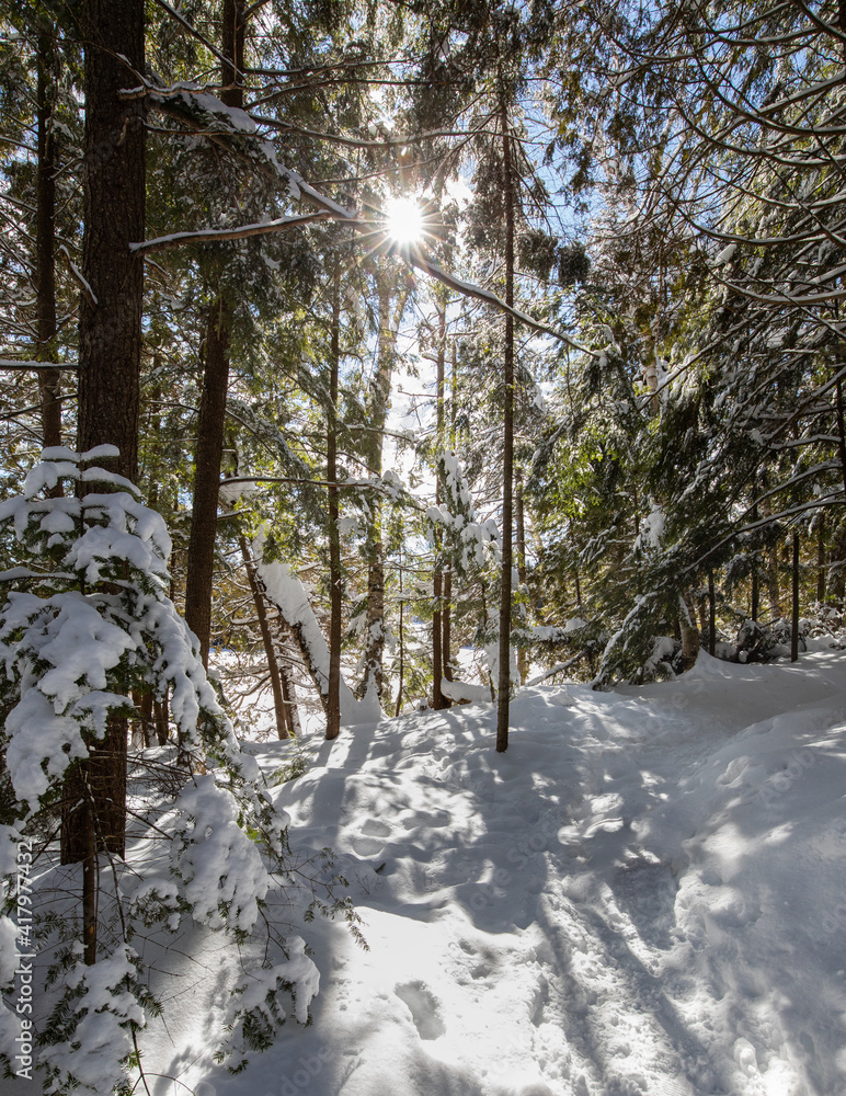 Sunlight through a forest blanketed in snow in winter in Ontario Stock ...