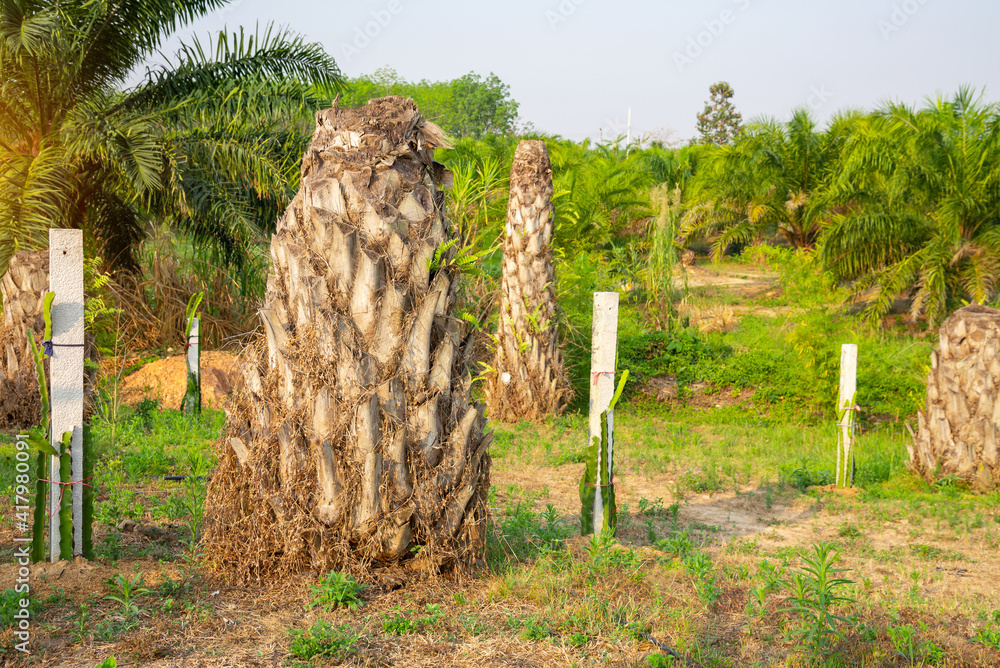 Palm tree stump, Weathered old cut off dried palm tree, Dead of palm ...