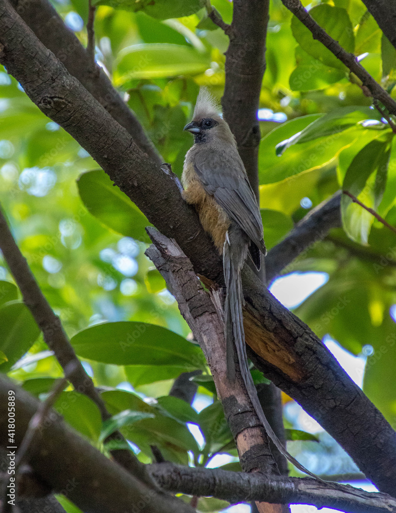Speckled mousebird isolated in a dense green bush image in vertical ...