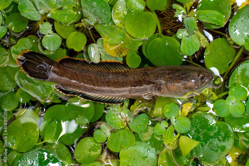 Snakehead fish swimming around water plants, Stock Photo | Adobe Stock