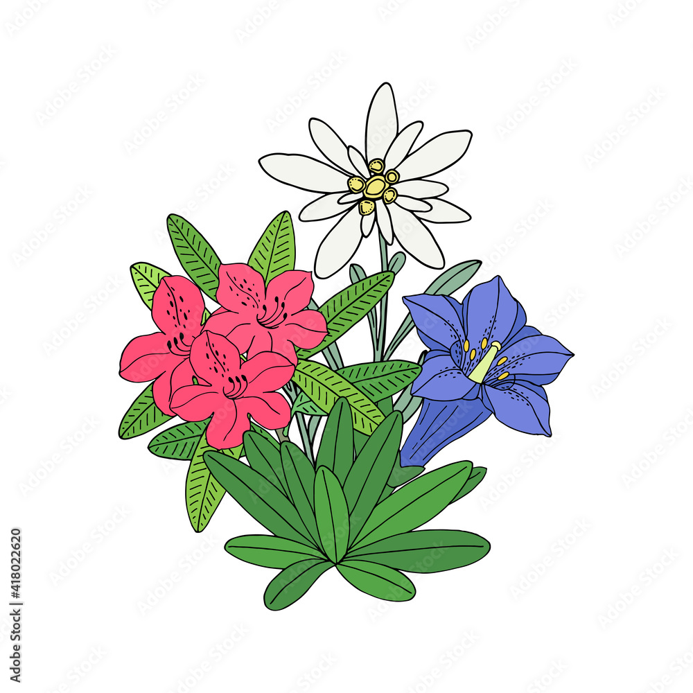 Floral bouquet with edelweiss, gentian and rhododendron. Montain ...
