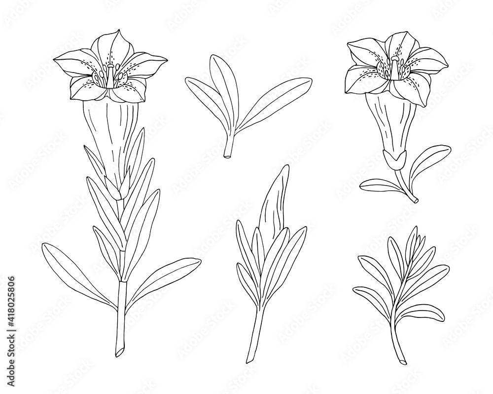 Gentian flower set. Montain wildflower. Hand drawn sketch. Vector ...