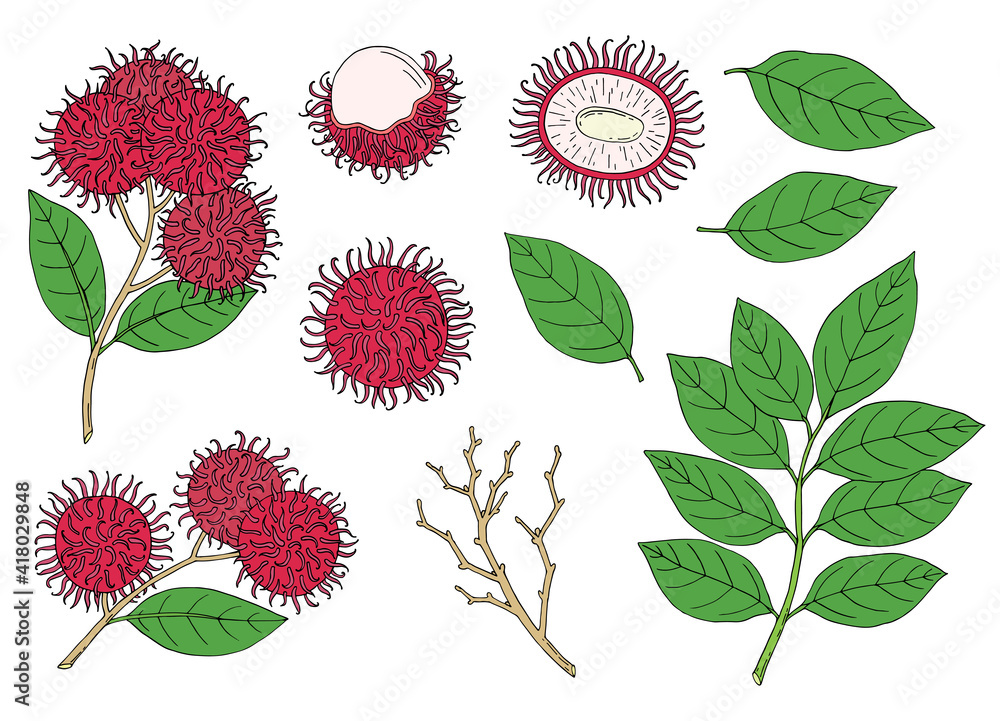 Rambutan Drawing