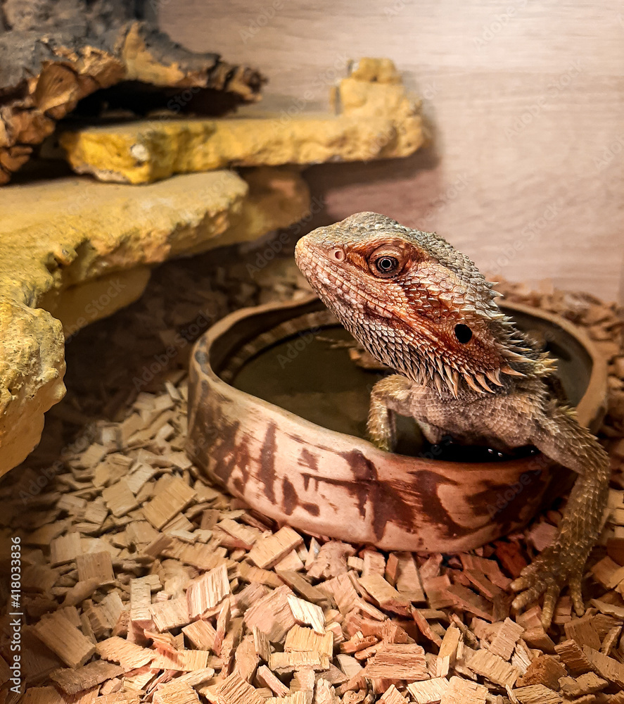 Small bearded lizard takes a bath in the pool in his terrarium. Stock ...