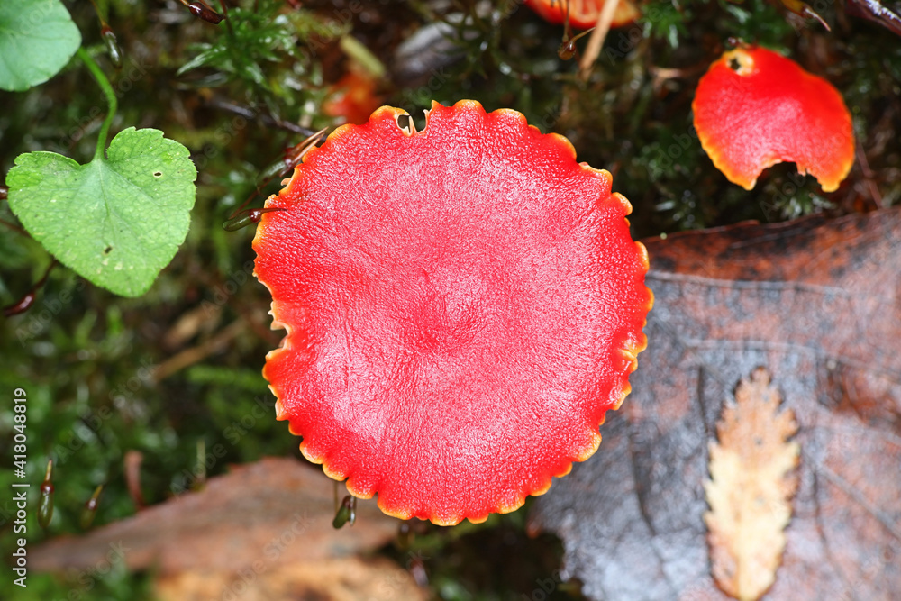 Foto de Hygrocybe coccinea, known as scarlet waxcap or righteous red ...
