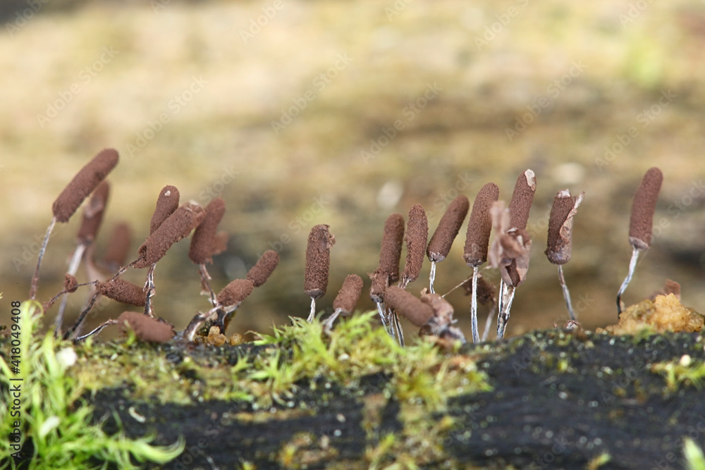 Foto de Stemonitopsis typhina, also called Comatricha typhoides, a ...