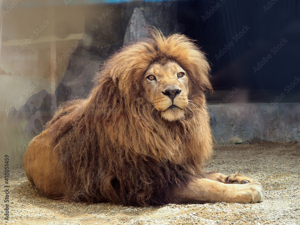 Beautiful graceful lion in captivity, view of a male lion in a zoo ...