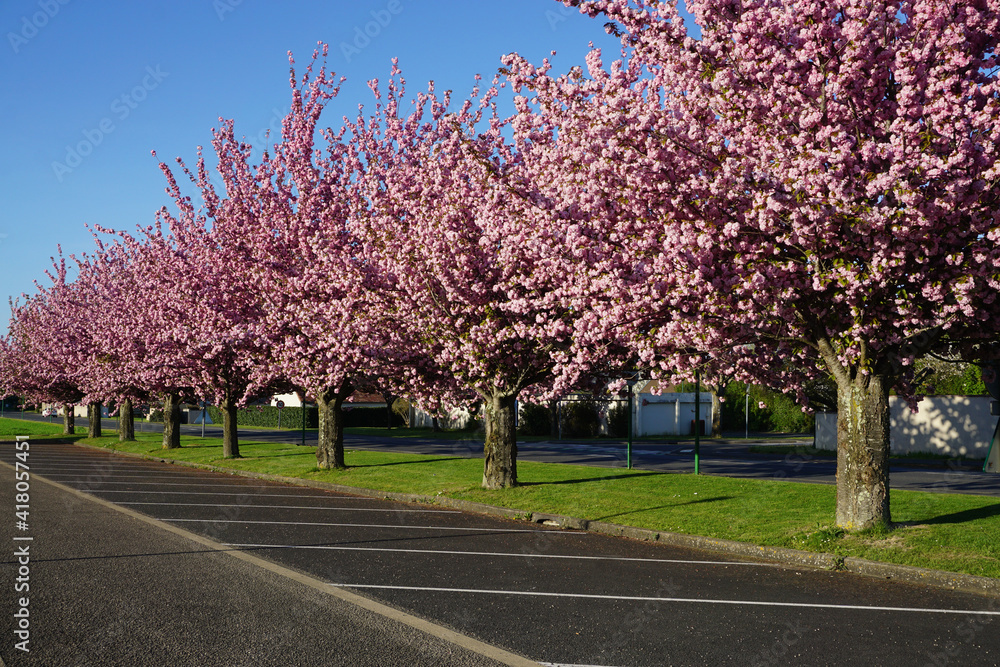 pink cherry blossom trees lining up a parking lot in a small country ...