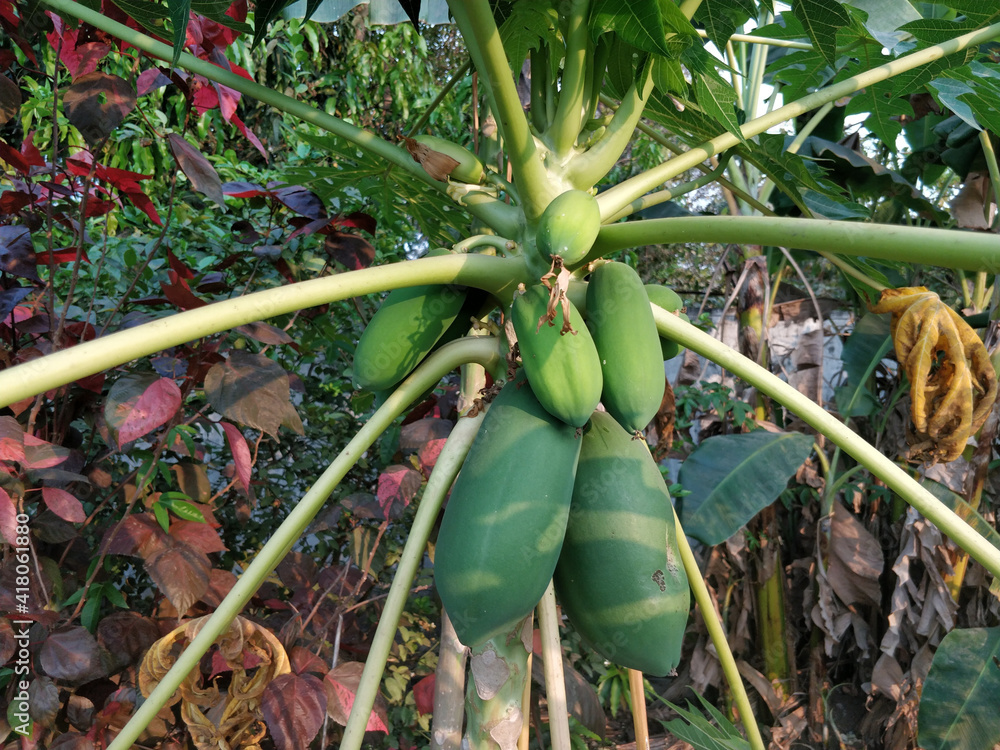 Beautiful shot of a tropical papaya tree, also known as papaw, with ...