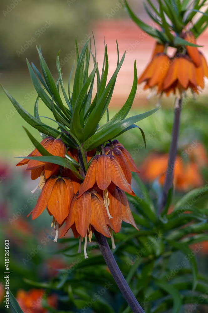 Fritillaria imperialis crown imperial flower in bloom, beautiful tall ...