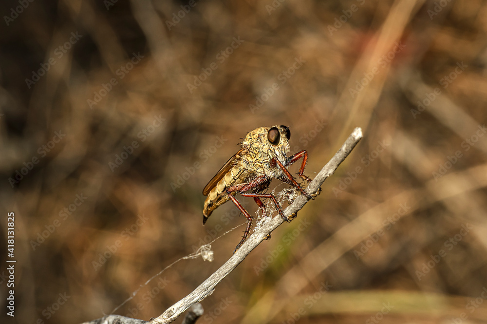Fly Predator Photographed in Sardinia, Asilidae, Macro Photography ...