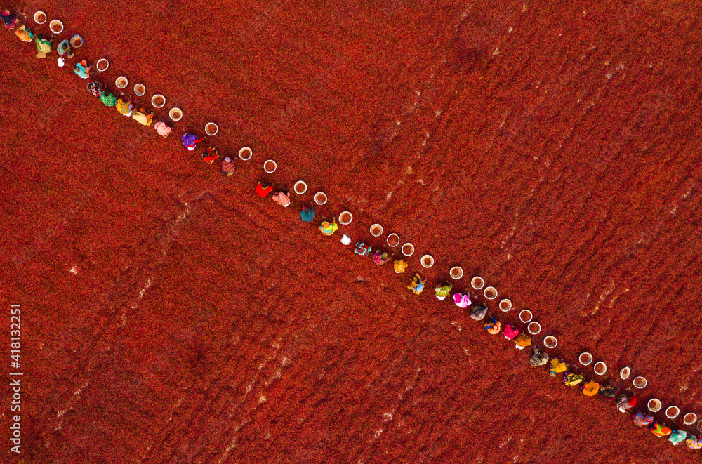 Aerial view of a huge red chili field from above, view of people ...
