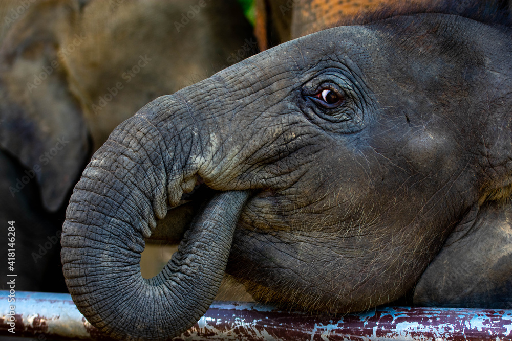 Baby elephant Stock Photo | Adobe Stock