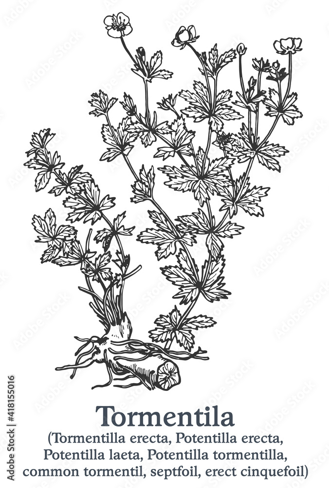 Tormentila. Vector hand drawn plant. Vintage medicinal plant sketch ...