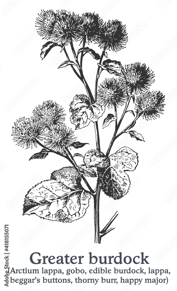 Greater burdock. Vector hand drawn plant. Vintage medicinal plant ...