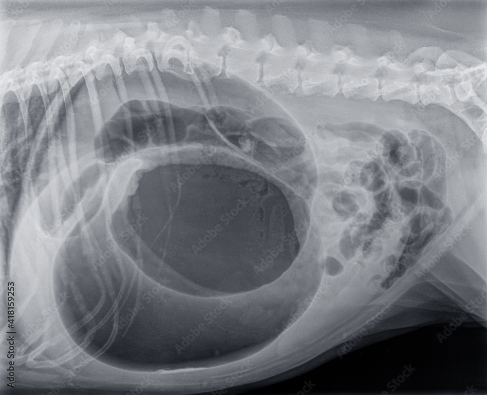 Lateral x-ray of a large dog with a gastric dilatation and torsion ...
