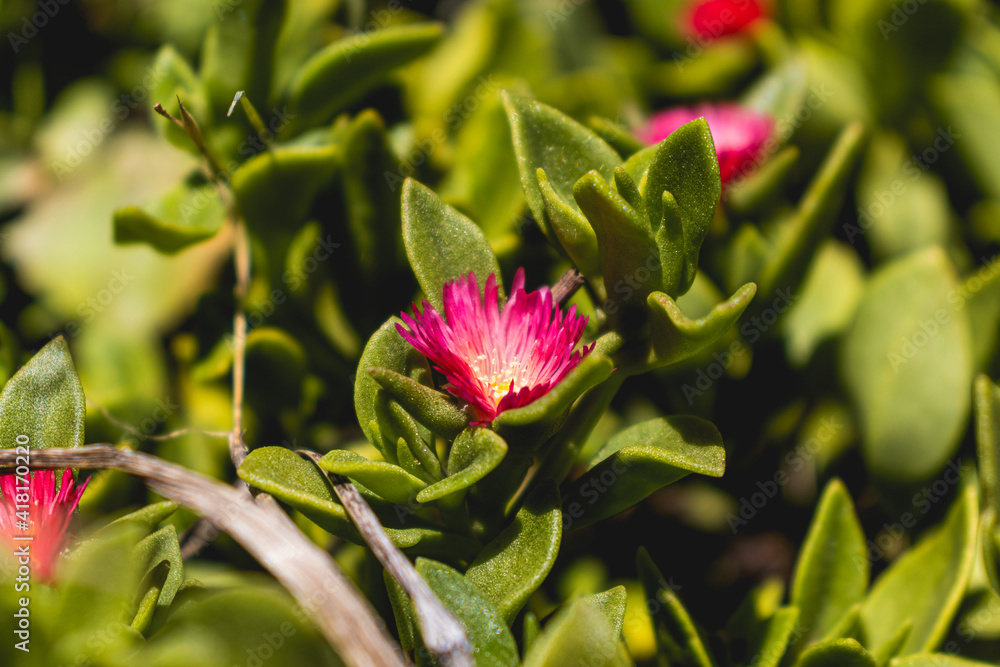 Hojas y flores, lo maravilloso de la naturaleza Stock Photo | Adobe Stock